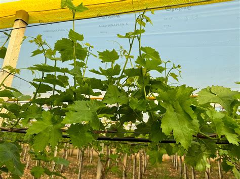 Differenziazione A Fiore Food Agri Service