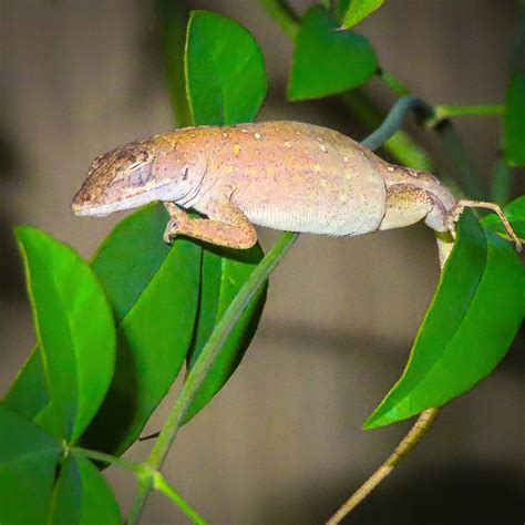 Anole Mating Reproduction Courting • The Wannabe Naturalist