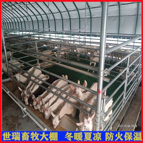 简易保温羊棚农村羊棚简单搭建塑料暖棚羊舍大山谷图库