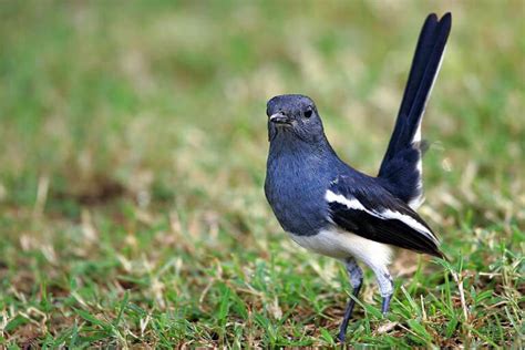 Chim Chích Chòe Than Cách Nuôi Nguồn Gốc Và đặc điểm