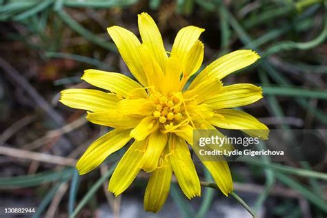 Black Salsify Photos And Premium High Res Pictures Getty Images