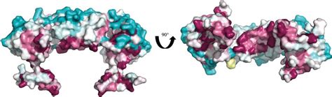 Consurf Analysis Of The Parecr Dimer The Parecr Dimer Is Shown In