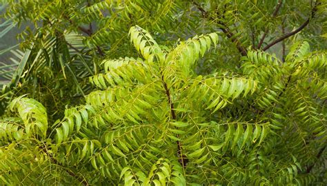 Árbol De Neem El Guardián Antiguo Con Poderes Curativos Concienciaeco