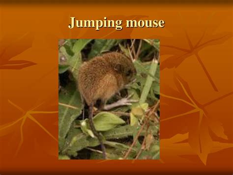Ppt Mammals Powerpoint Presentation Free Download Id2777630