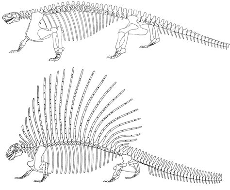 Reconstructed Skeletons Of Two Herbivorous Synapsids From The Early Download Scientific Diagram