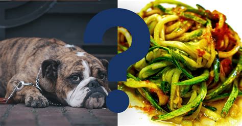 Can Dogs Eat Spaghetti Squash A Vets Opinion Vetnoms