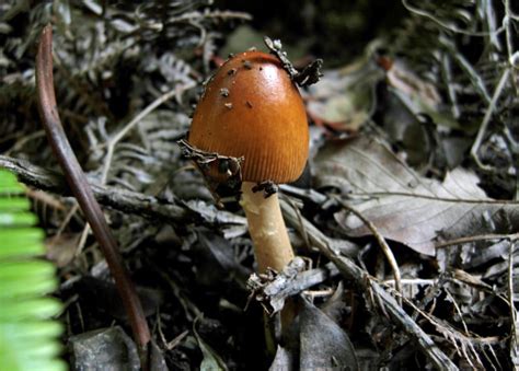 Amanita Fulva
