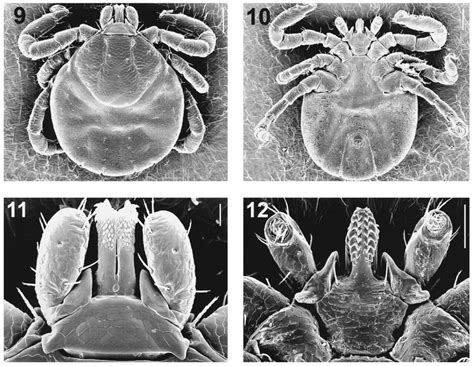 Ixodes Neuquenensis Larva 9 Dorsal View 10 Ventral View 11 Basis