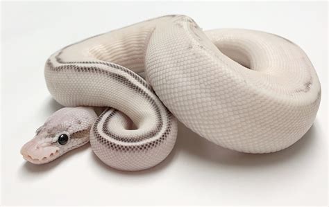 Cinnamon Ball Python Traits Morphpedia Cinnamon Ball Python Traits Morphpedia