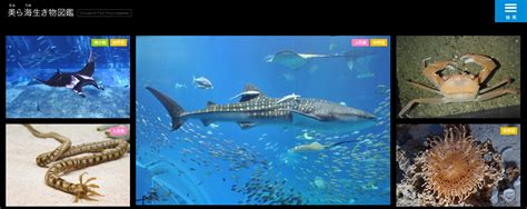 美ら海生き物図鑑の掲載種が「1200種」に達しました！ お知らせ 沖縄美ら海水族館 沖縄の美ら海を、次の世代へ。