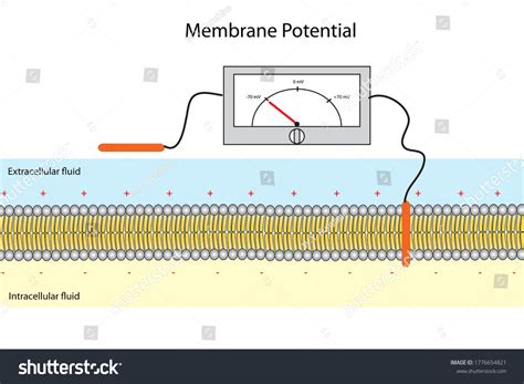 Measurement Membrane Potential Animal Cell By Stock Illustration