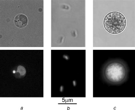 Photographs Of A I Galbana B Synechococcus Sp C Rhodosorus M Upper