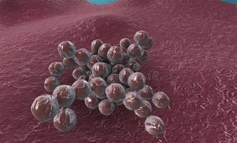 A Cocci Are Any Bacteria Or Archaeon That Have A Spherical Oval Or