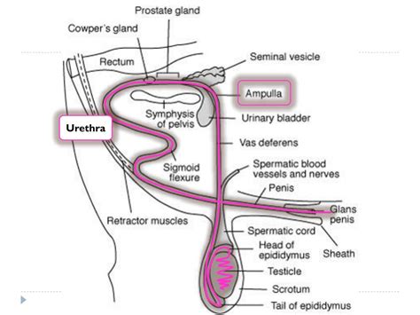 Diagram Of Male Cow Reproductive System Reproductive Cows