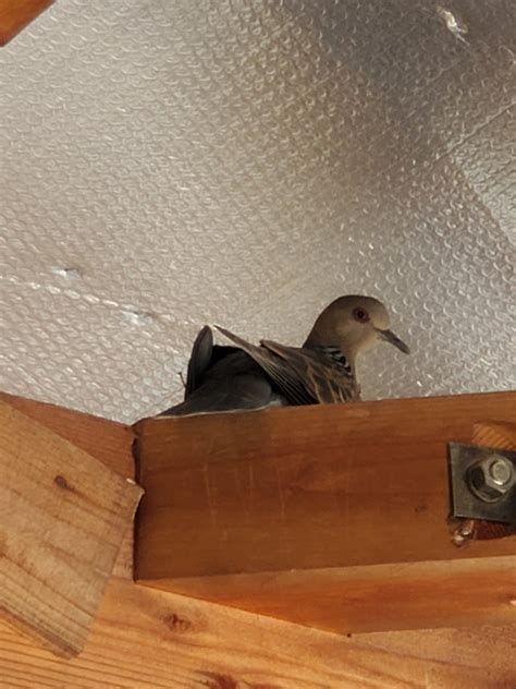 青りんごなな On Twitter 駐車場の屋根のところにいました🕊️先日の鳩と同じ子かな？