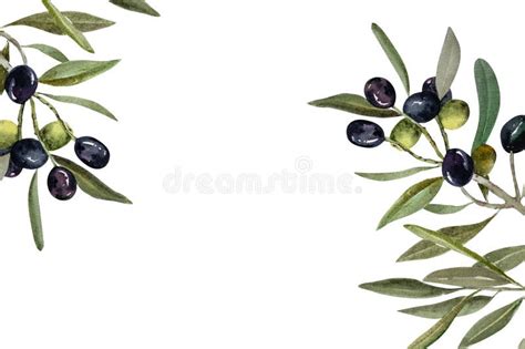 Olive Branch With Green And Black Olive Berries Watercolor Illustration