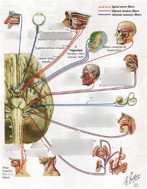 Anatomy Quiz 5 Image 1 Diagram Quizlet