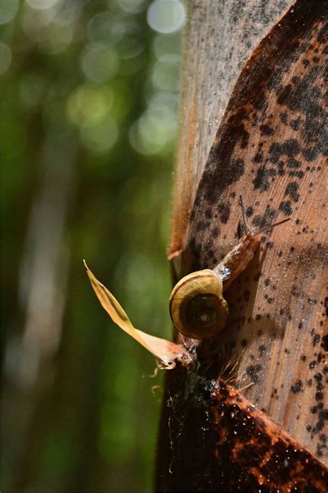 カタツムリ Ganref
