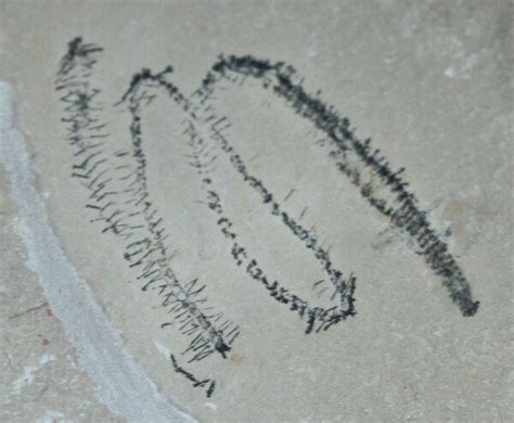 Polychaete Worm Fossil