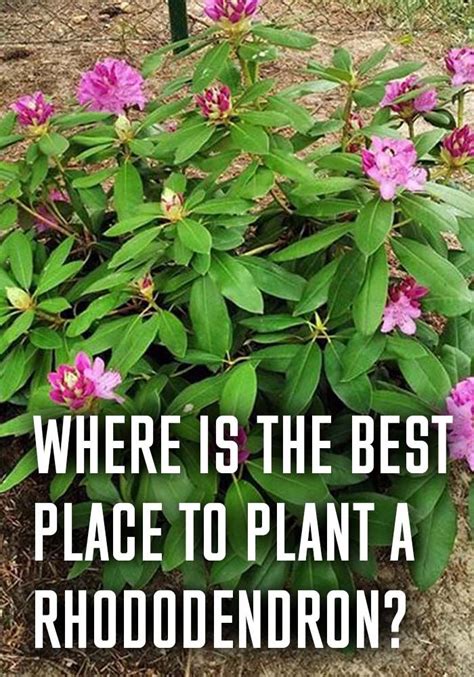 Where Is The Best Place To Plant A Rhododendron Rhododendron Plant