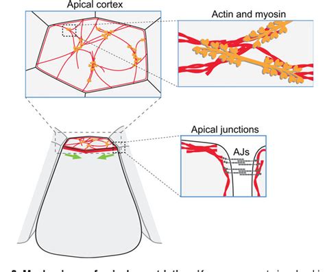 Structure Of Apical Axillary Lymph Node Semantic Scholar