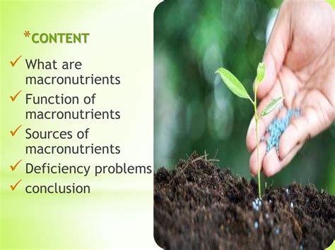 Role Of Macronutrients In Plants Ppt
