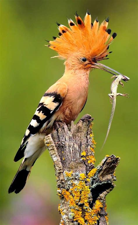 Amaze7 22 Most Beautiful Birds In The World