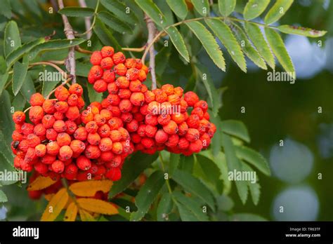 Esche Ast Fotos Und Bildmaterial In Hoher Auflösung Alamy