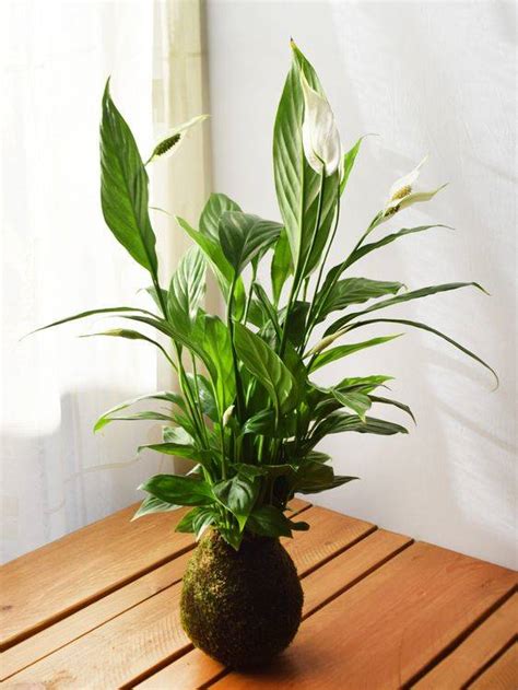 Details 300 Imagen Plantas De Interior Que No Necesitan Mucha Luz