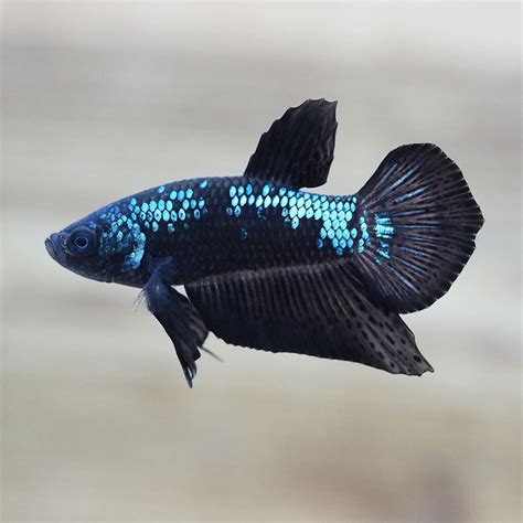 The Great Live Male Blue Black Samurai Halfmoon Plakat Tail Hmpk