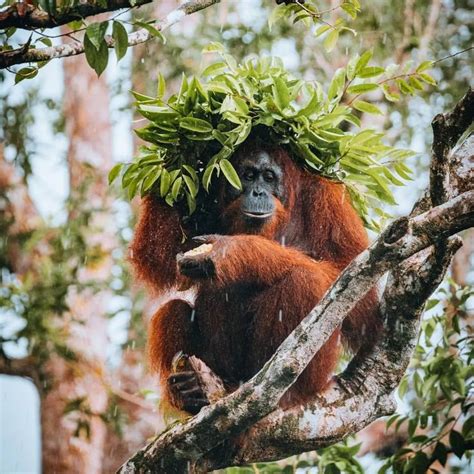 Faqih Zabach On Instagram Orangutan Shielding Her Head From The Rain
