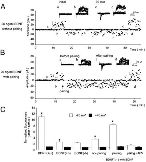 Rescue Of Bdnf Knockout Mouse Phenotype By Exogenously Added Bdnf A