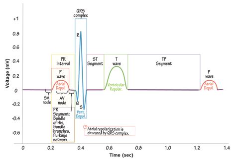 Episode 20 Why Do Myocardial Infarctions Cause St Elevation The Curious Clinicians