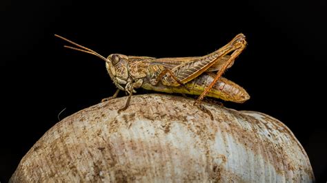 Do Palmetto Bugs Live In Palm Trees Up Gardening