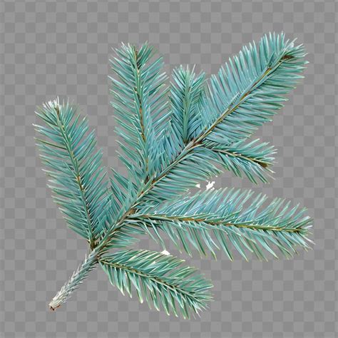 Premium Psd Sitka Spruce Leaf With Needle Like Leaf Shape And Blue