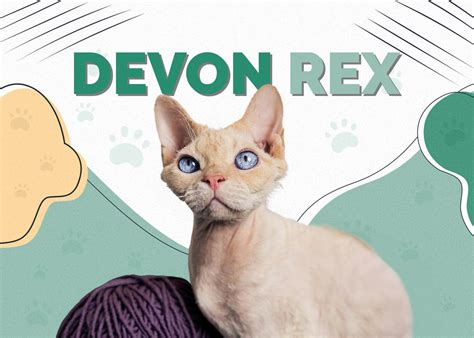 Devon Rex Cat Breed Info Pictures Care Traits And Facts Hepper