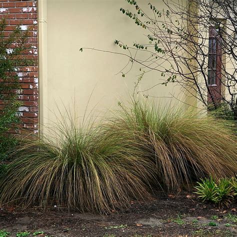 Sandcord Grass Jungle Plants