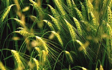 Green Nature Crops Cones Wallpapers Hd Desktop And Mobile Backgrounds