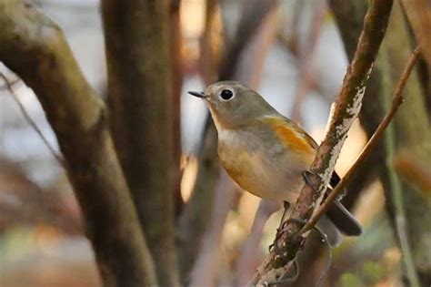 ルリビタキ メスタイプ 天神山のトリスキン