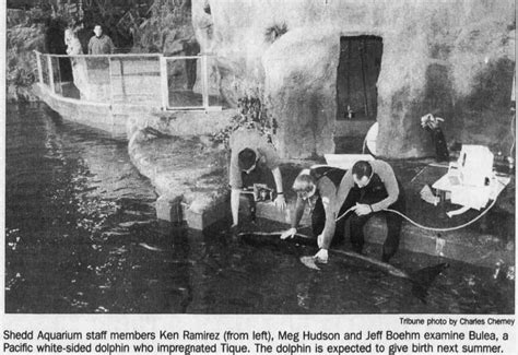 Bulea Sha Captive Cetaceans Wiki Fandom