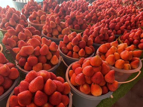 เ เซฟตี้ สตรอเบอรี่ จำหน่ายสตรอเบอรี่ดอยบ่อแก้ว เชียงใหม่