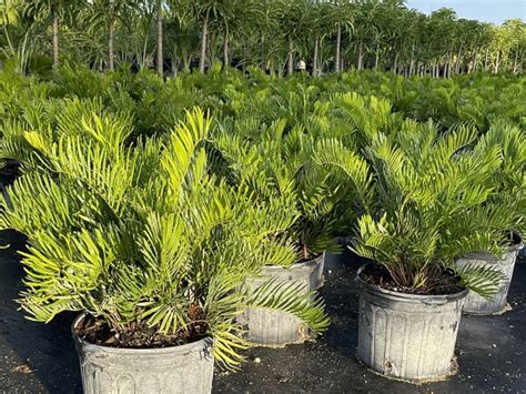 Coontie Palm Plantology Usa