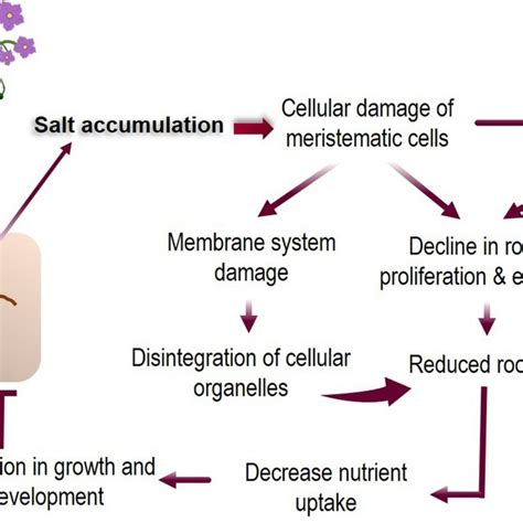 Conceptual Model Of Salt Overly Sensitive Sos Pathway The High Salt Download Scientific