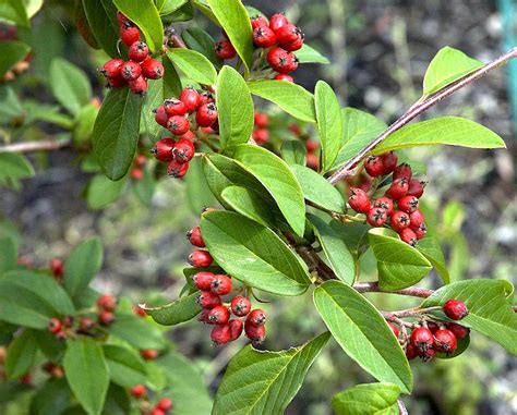 Cotoneaster Arnold Zwickys Blog