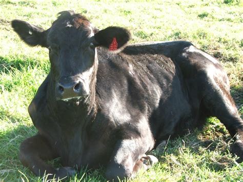 Cases Of Three Day Sickness In Cattle Reported I Australian Rural
