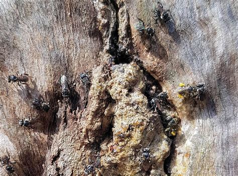 Stingless Bee Tetragonula Sp Ausemade