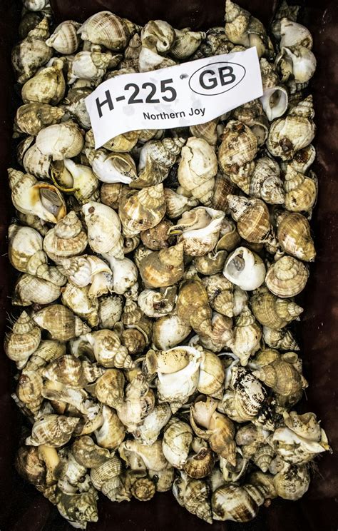 Imágenes De Wulk Descarga Imágenes Gratuitas En Unsplash