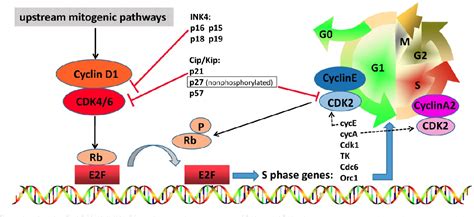 figure 1 from cyclin dependent kinases 4 6 inhibitors in breast cancer current status