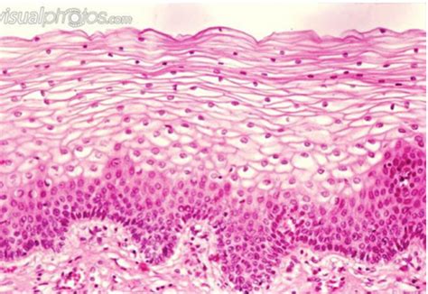 Anatomy Honors Tissue Flashcards Quizlet