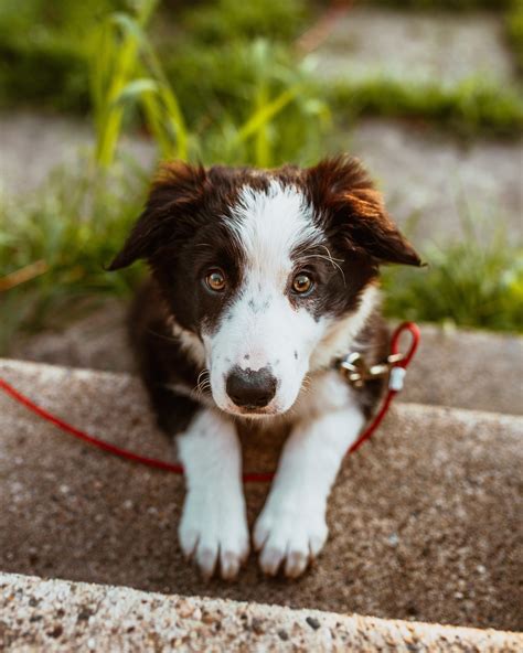 Puppy Facts Oliver Pet Care Solutions Pvt Ltd